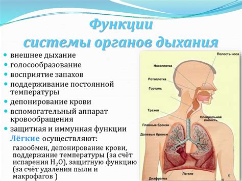 Функциональная анатомия дыхательной системы презентация онлайн