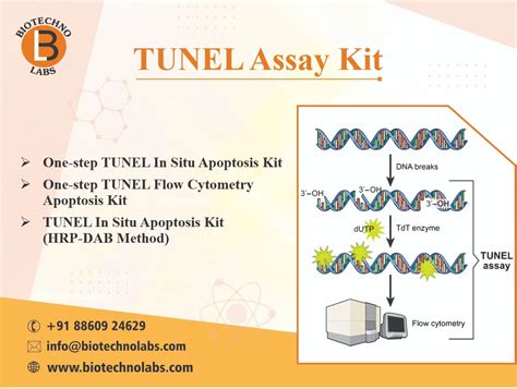 Btl Biotechno Labs Offers Tunel Assays Btl Biotechno Labs Pvt Ltd