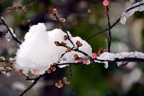 落雪飞花图片 飞花意境图片 落花图片古风 大山谷图库