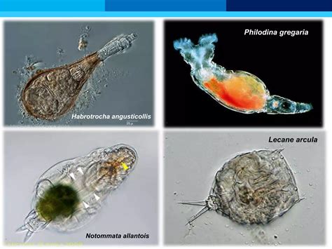 Wastewater Microorganisms Pptx