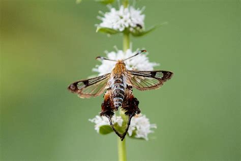 アシナガモモブトスカシバ