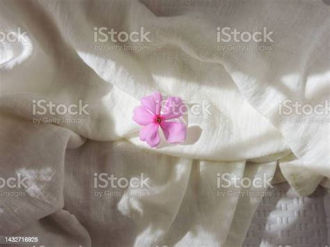 타팍 다라 클로즈업 열대 꽃입니다 그것의 과학적인 이름은 Catharanthus Roseus Don입니다 인도네시아에서는이