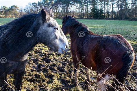 The Horse Is One Of Two Extant Subspecies Of Equus Ferus Taxonomic