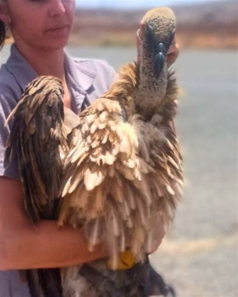 Parrot Breeders Association Of Southern Africa Pasapvsa