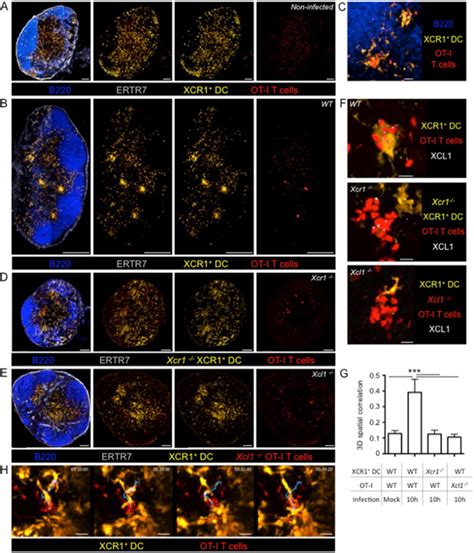 Cd8 T Cells Orchestrate Pdc Xcr1 Dendritic Cell Spatial And
