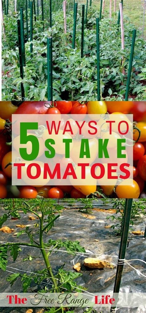 5 Best Tomato Staking Methods Organic Vegetable Garden