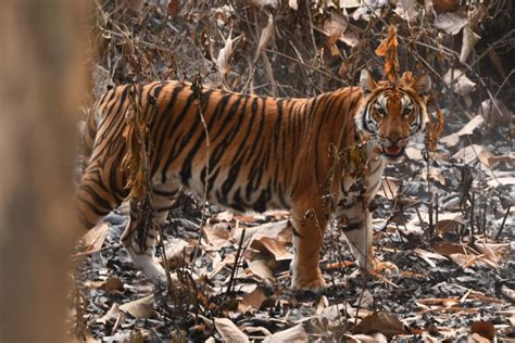 Latest Census Reveals India Is Home To Over 3000 Tigers Cambodianess
