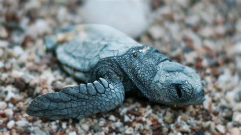 알에서 나와 꼬물꼬물 바다로 간 바다거북이 Youtube