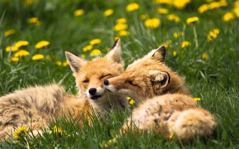 Summer Animal Wallpaper 63 Images
