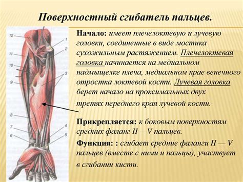 Мышцы плечевого пояса и свободной верхней конечности презентация онлайн