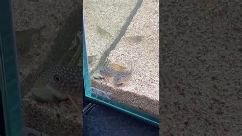 Aquarium Short