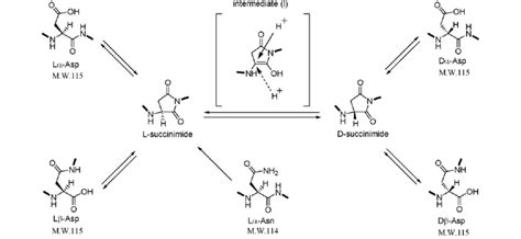 Possible Reaction Pathways For Spontaneous Isomerization Of Aspartic Download Scientific