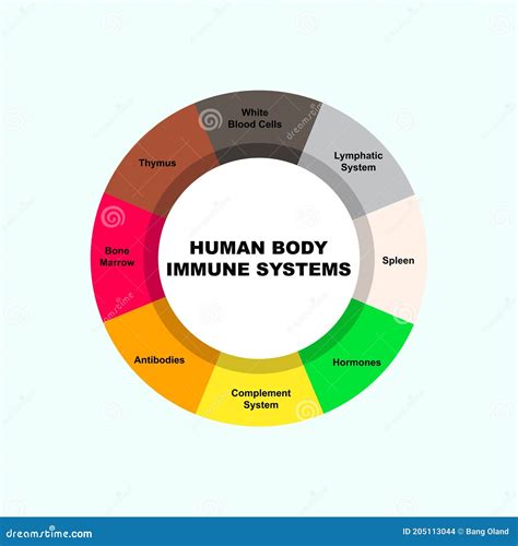Diagram Of Complement Pathway Cartoon Vector 12609719
