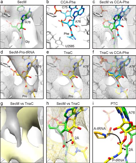 Inactivation Of The Ribosomal Ptc By Secm Stalling Ac Identical