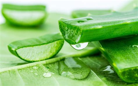 Come Usare L Aloe Vera Correttamente Per La Salute E La Bellezza