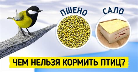 Чем кормить птиц зимой Бери и делай