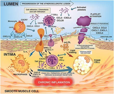 Frontiers The Role Of Cxcr3 And Associated Chemokines In The