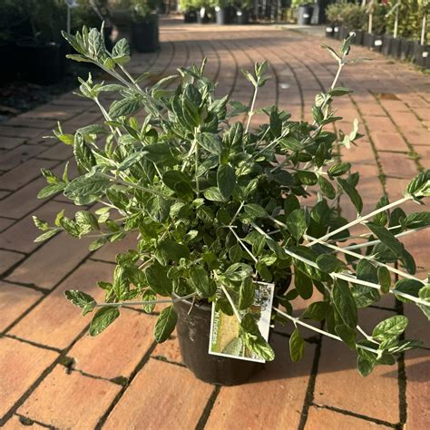 Teucrium Fruticans 2l Lushingtons