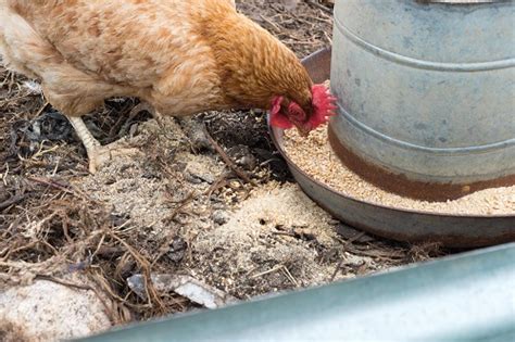 Layer Feed Formulation And Formula For Good Egg Production