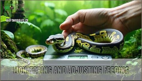 How Often Feed Ball Python Complete Feeding Chart And Schedule Guide