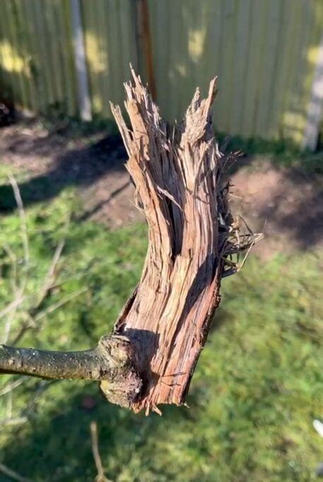 Specialised Tree Pruning Services Tree Pro Ltd Specialised Tree Pruning