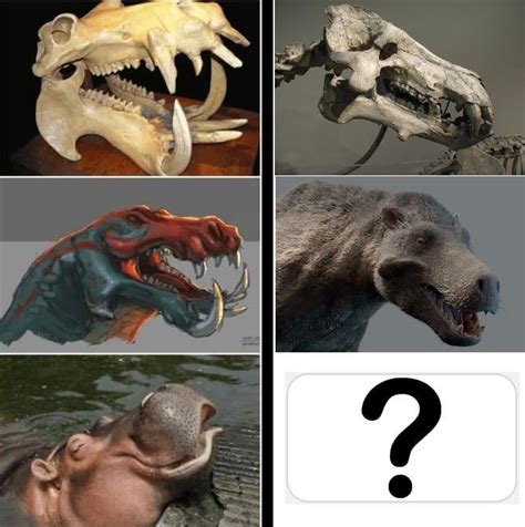 If Hippos Skull Is So Scary But The Animal Is Actually Chonky And