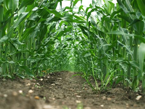 Top 10 Lucrative Farming In Nigeria That Is Profitable Wealth Result