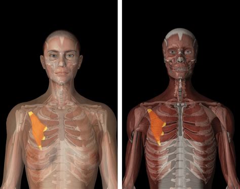Pec Minor Trainingbeta