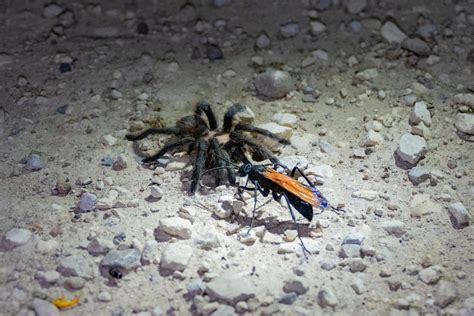 Tarantula Hawk Sting Human