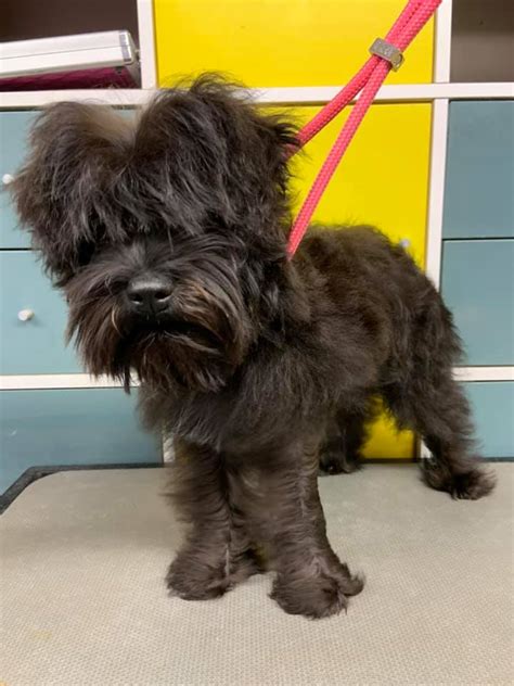 Cuts For Mutts Dog Grooming