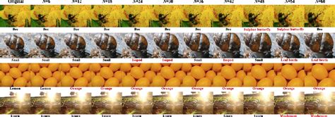 Figure 1 From Impact Of Scaled Image On Robustness Of Deep Neural Networks Semantic Scholar
