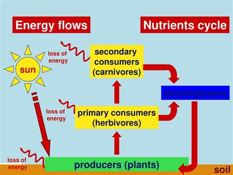 Biogeochemical Cycles Ppt Download