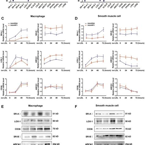 Irf1 Regulates Gene Expression Related To Foam Cell Formation A And B