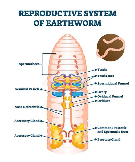 Reproductive System Of Anatomical Earthworm Labeled Scheme Vector