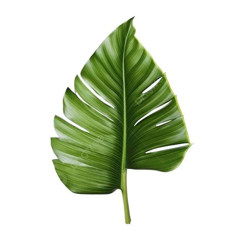 바나나 잎 분리 Png 파일 신선한 열렬한 잎 Png 일러스트 및 이미지 에 대한 무료 다운로드 Pngtree