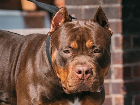 Woman Screamed For Help While Being Mauled By Her Own Xl Bully Dog