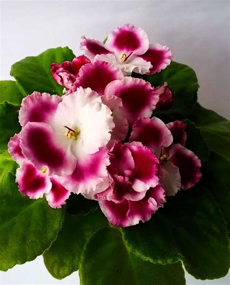 Лф Дарья Фиалка Фото – Telegraph