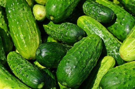 Youre Doing It All Wrong How To Grow Cucumbers The Right Vertical Way