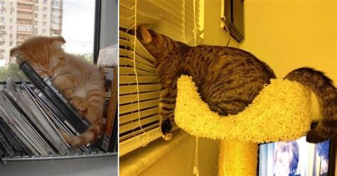 Hilarious Series Of Funny Cats Being Adorable Little Weirdos And Engaging In Totally Normal