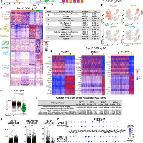 ScRNA Seq Demonstrates Transcriptional Heterogeneity Among