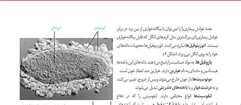 گویچه های سفید تئریس شده توسط آقای جهان تیغ