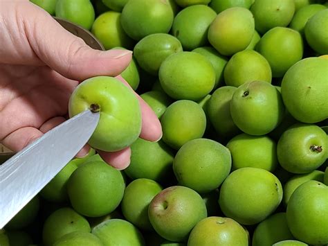 매실청 만들기 쉽고 간단하고 절대 실패없는 황금비율