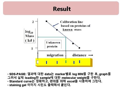 Chapter 8 Sdspage Analysis And Molecular Weight Determination