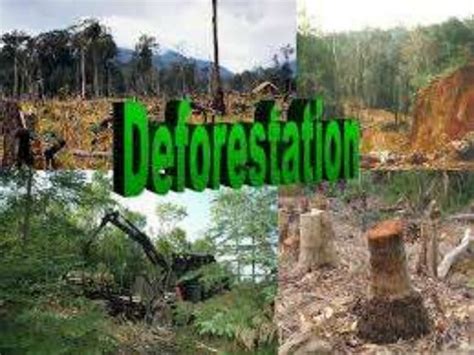 Deforestation Pptx