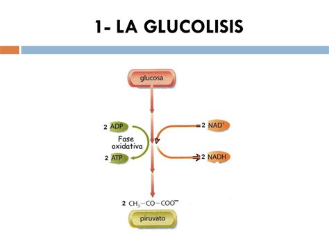 Ppt Tema 8 El Metabolismo Catabolismo Powerpoint Presentation