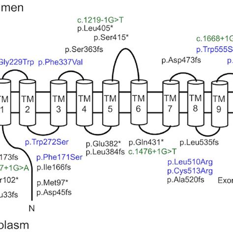 Figure4schematic Structure Of The Tmem16k Ano10 Protein And Location