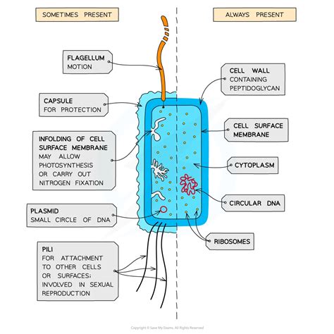 Prokaryotic Cell Structure Ib Hl Biology Revision Notes