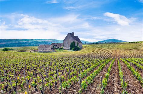 [프랑스 와이너리 투어] 4편 부르고뉴 와이너리 지하 까브 투어 부샤드 앤 에 피스 Bouchard Aine And Fils 콜라블 Collable