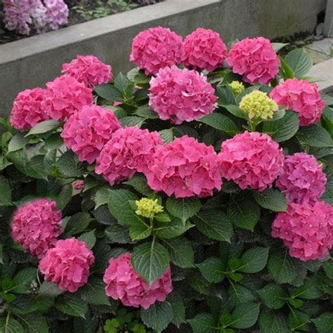 Buy Hydrangea Macrophylla Pink Plant Online From Nurserylive At
