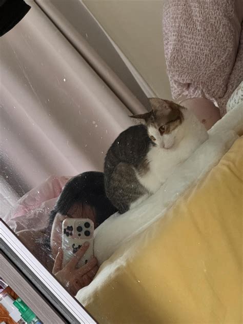방금 두 번째 아조딜을 먹이고 나서 너와 나의 일과가 끝났다 우리가 함께하는 날들 중 하루가 또 지나갔다 신부전 3기쯤의 8